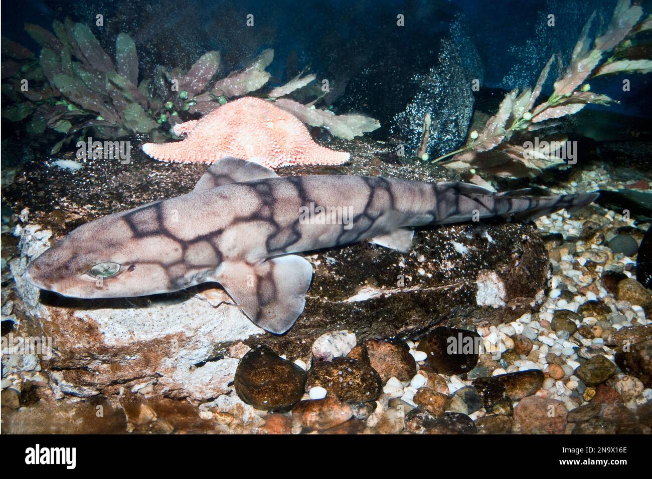 Retifer hi-res stock photography and images - Alamy