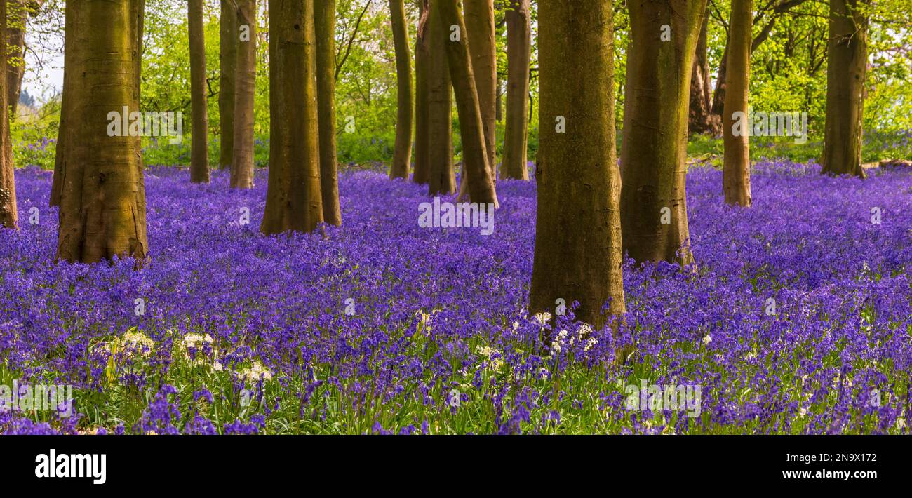 Bright sunlight streams through bluebell woods with deep blue purple ...