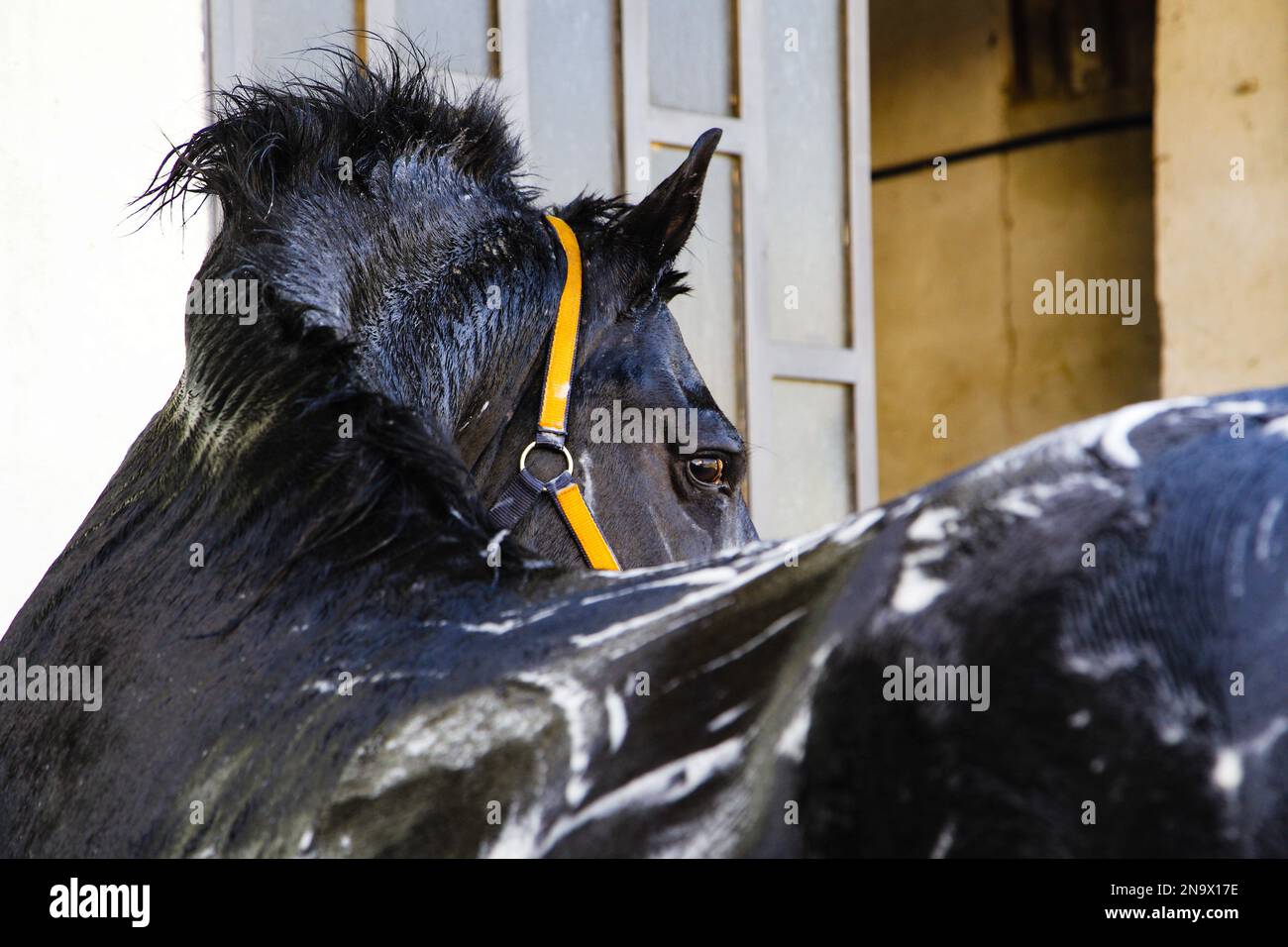 cleaning of a horse Stock Photo - Alamy
