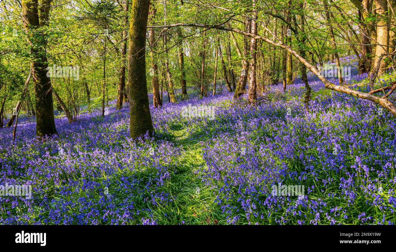 Bright sunlight streams through bluebell woods with deep blue purple ...