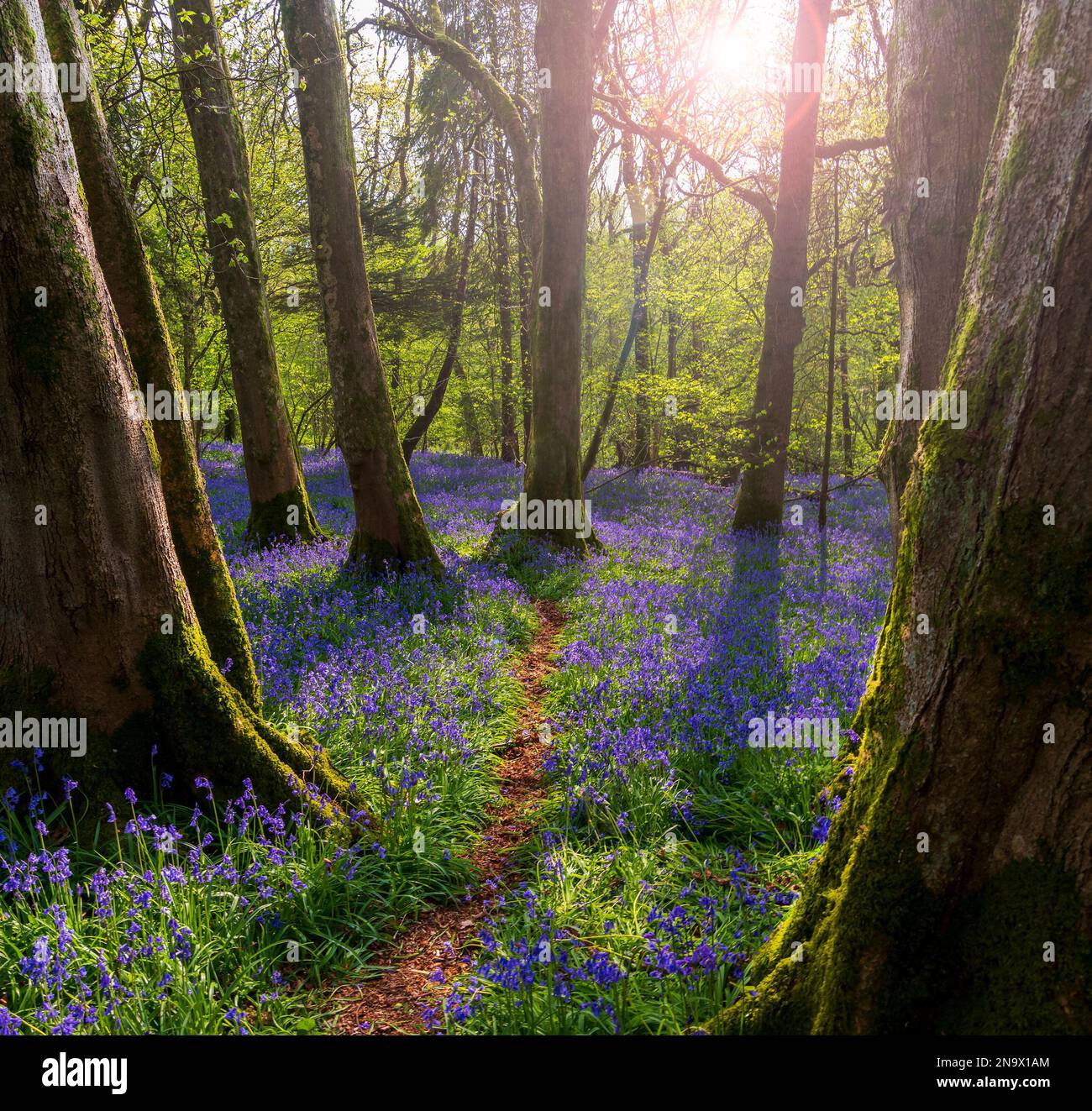 Bright sunlight streams through bluebell woods with deep blue purple ...