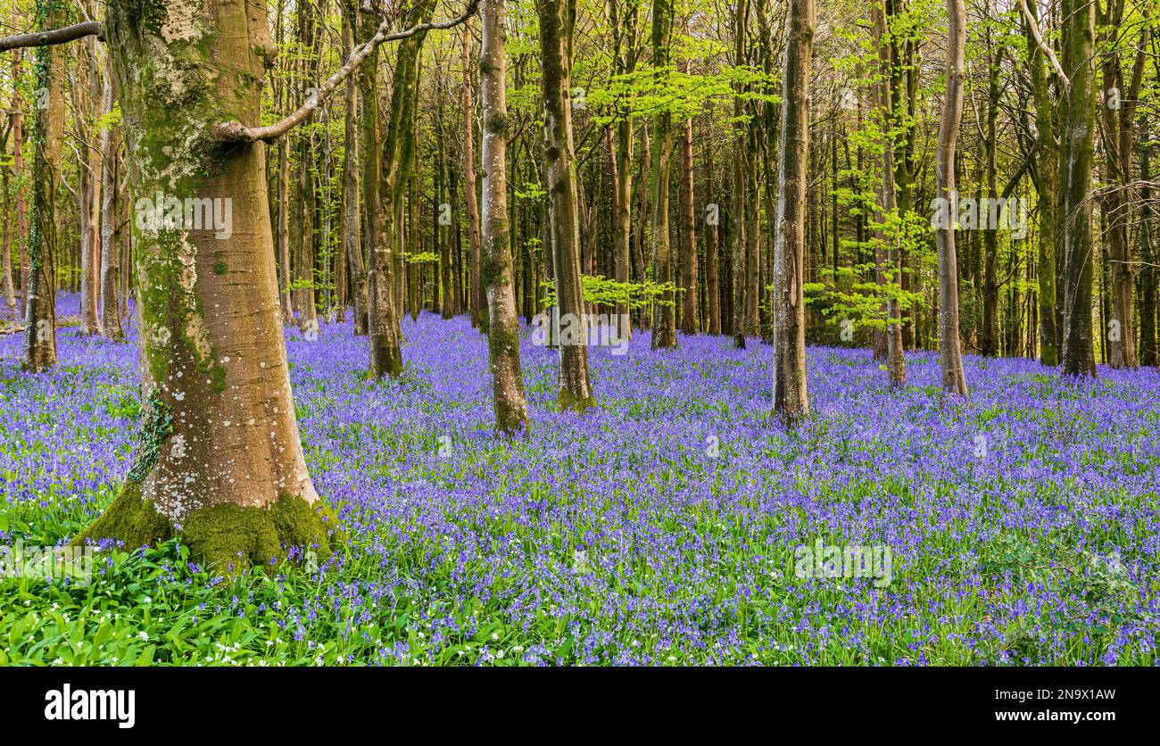 Bright sunlight streams through bluebell woods with deep blue purple ...
