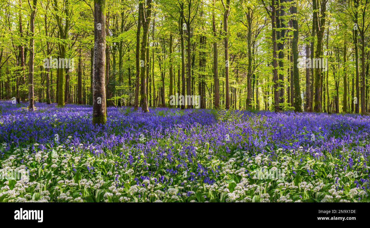 Bright sunlight streams through bluebell woods with deep blue purple ...