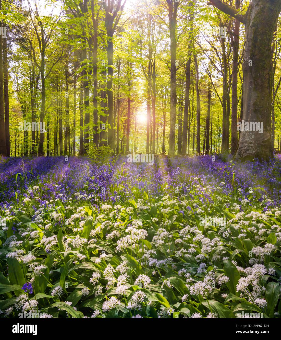 Bright sunlight streams through bluebell woods with deep blue purple ...