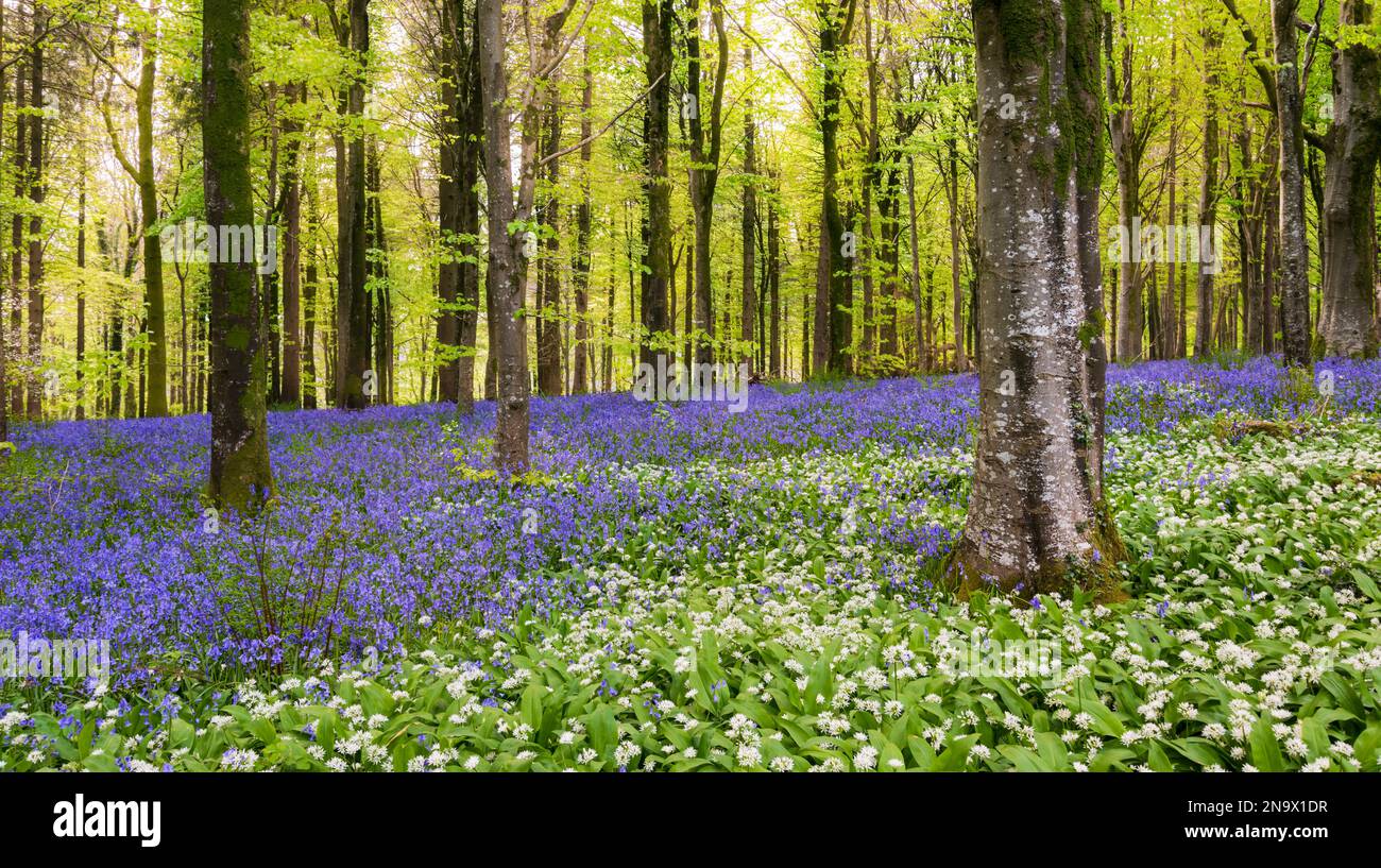 Bright sunlight streams through bluebell woods with deep blue purple ...