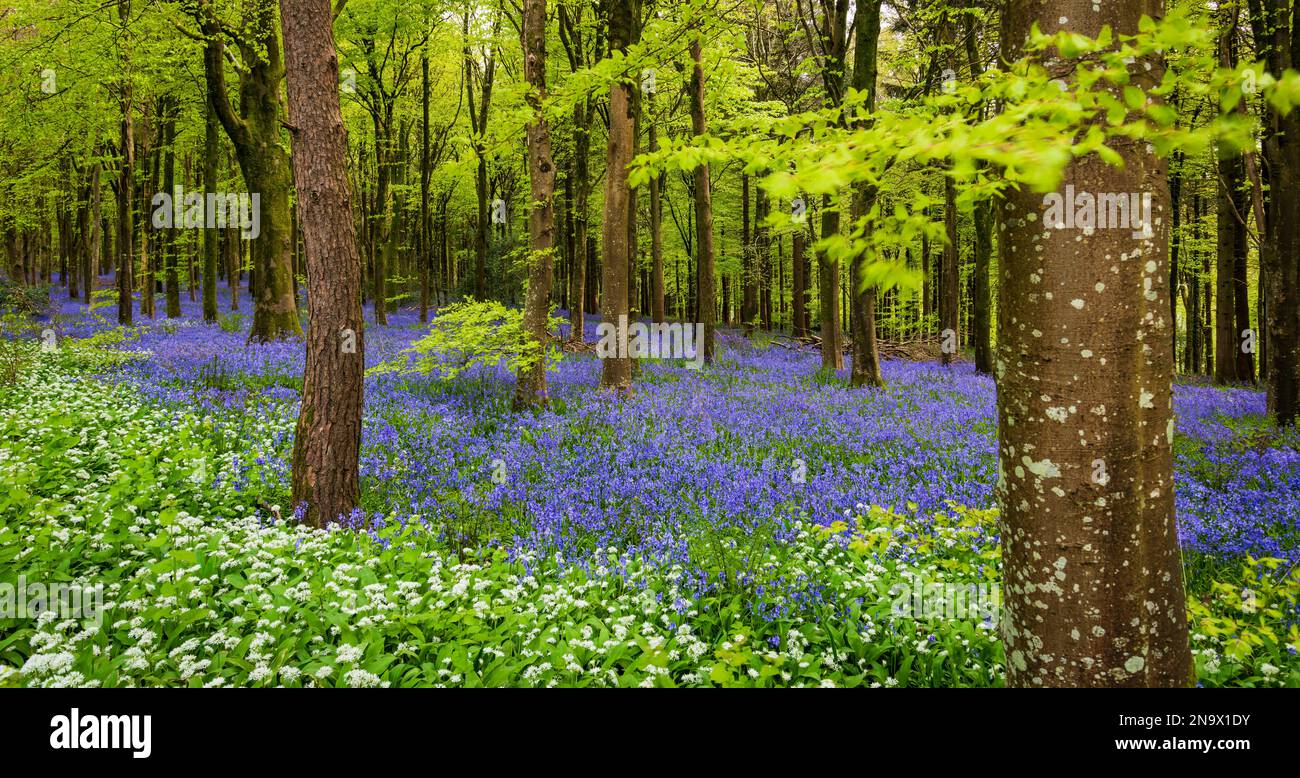 Bright sunlight streams through bluebell woods with deep blue purple ...