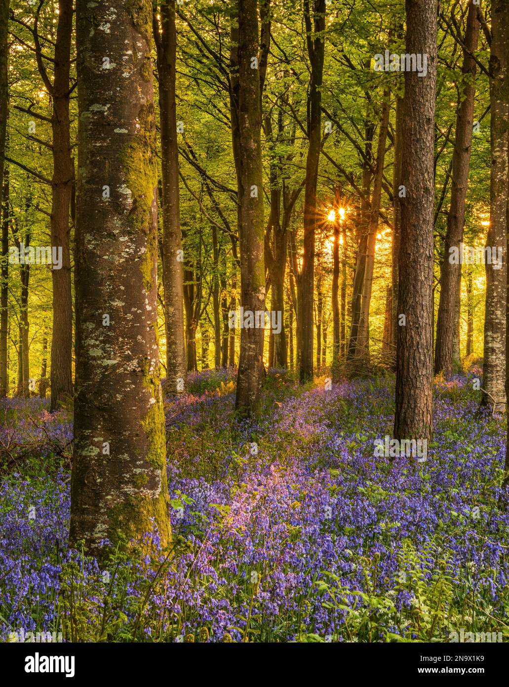 Bright sunlight streams through bluebell woods with deep blue purple ...
