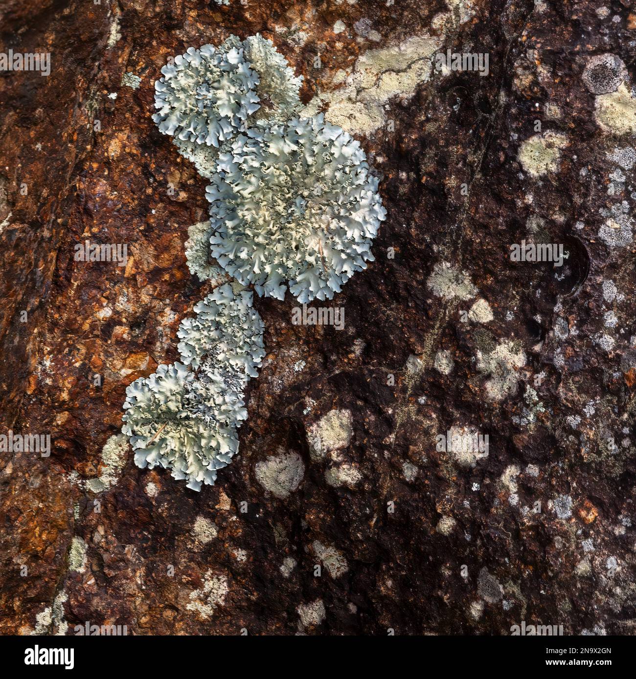 Nature abstract background hi-res stock photography and images - Alamy