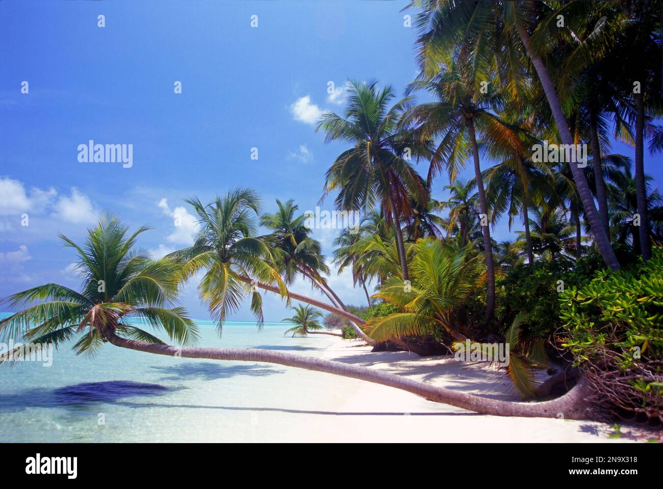 Leaning palm trees on the white sand beach of One Foot Island with ...