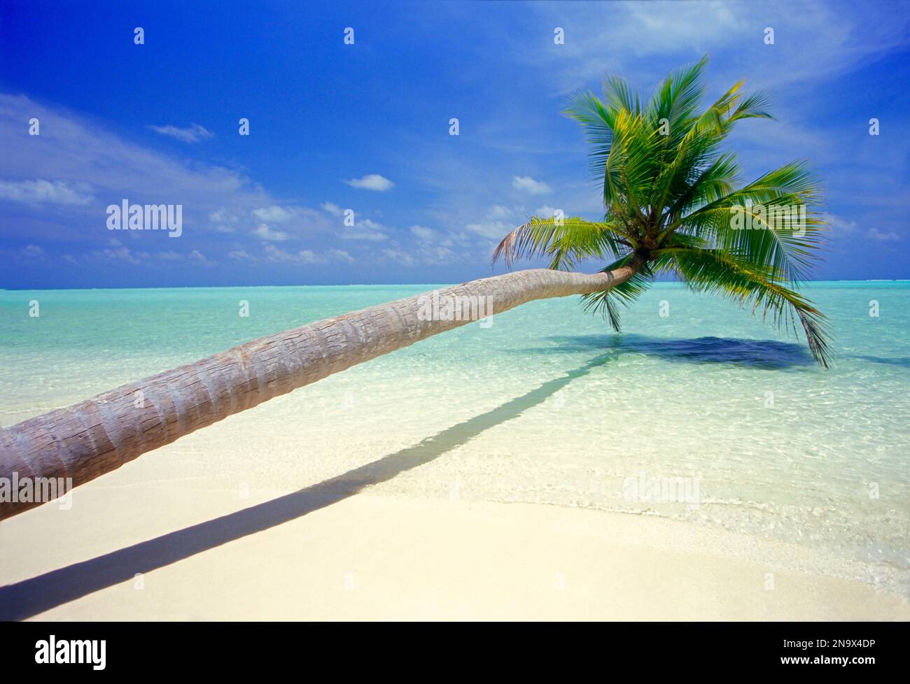 Palm tree leaning out from the white sand beach over the clear ...