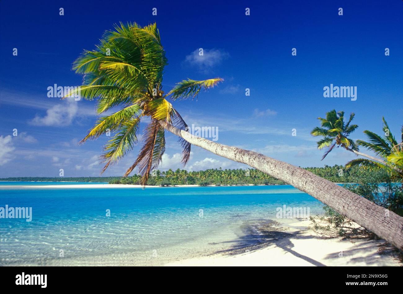 Leaning palm trees on the white sand beach of a tropical island with ...