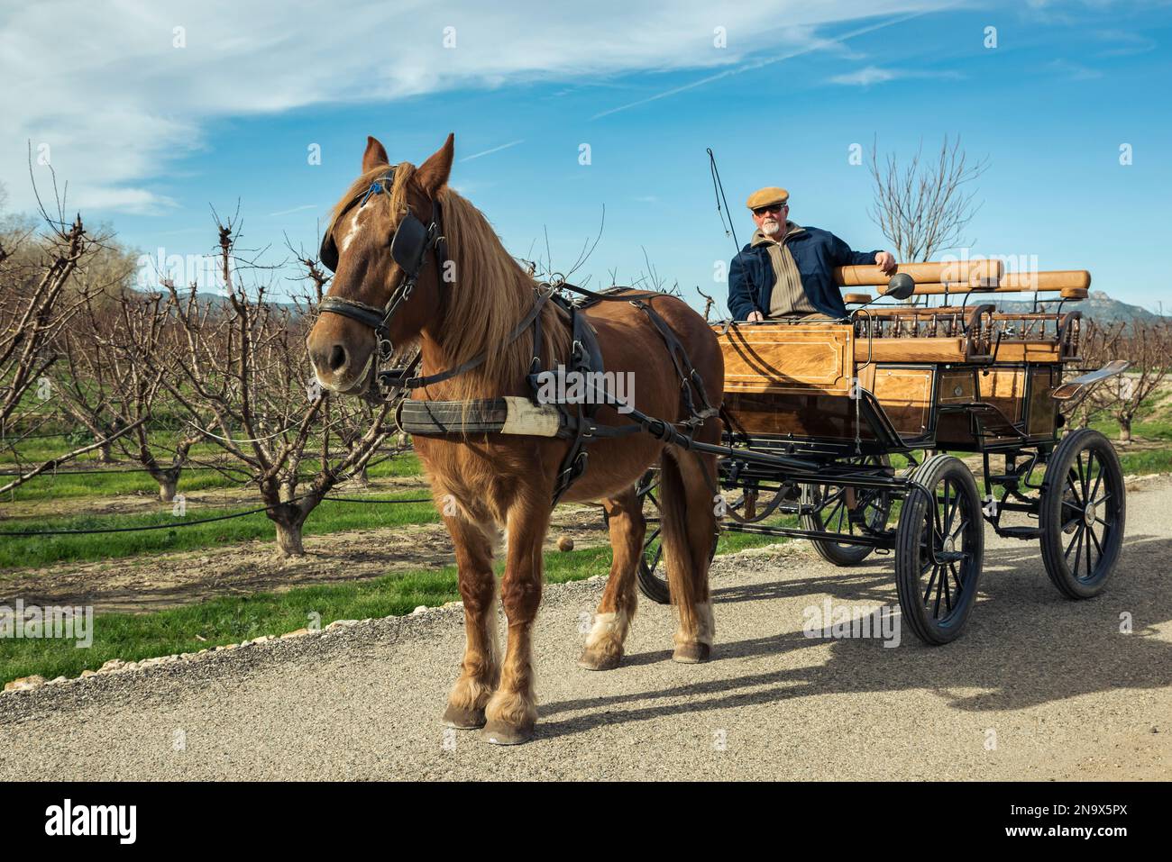 Horse-drawn carriage, Benissanet, Tarragona, Spain © Dosfotos/Axiom ...