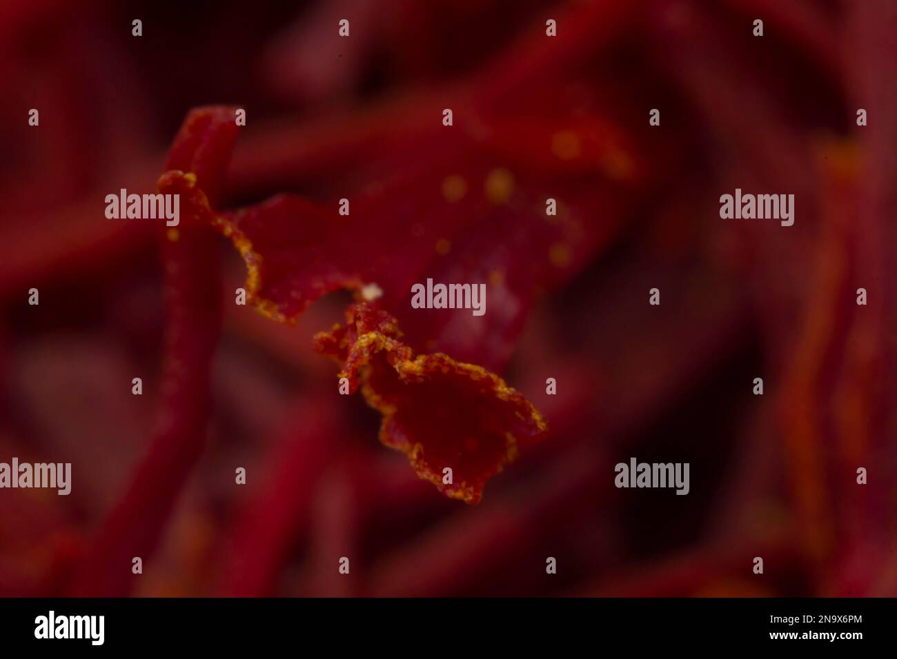 Close up on saffron texture Stock Photo - Alamy