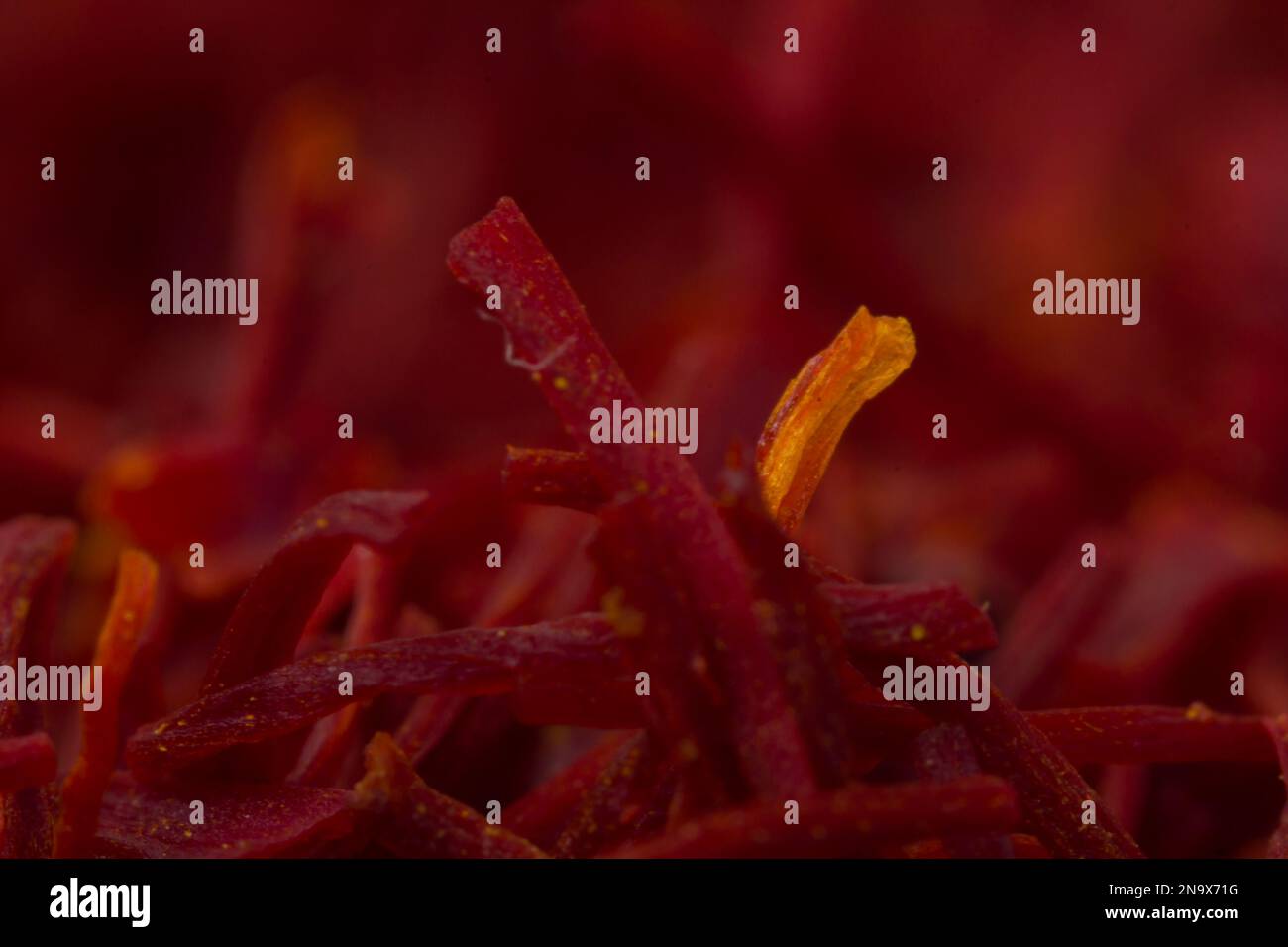 Close up on saffron texture Stock Photo - Alamy