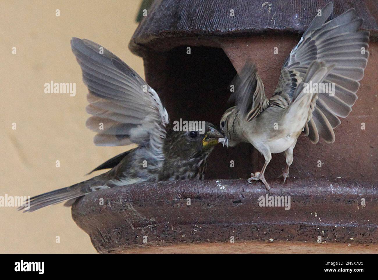 Two birds of different species compete to eat grain at a feeding house ...