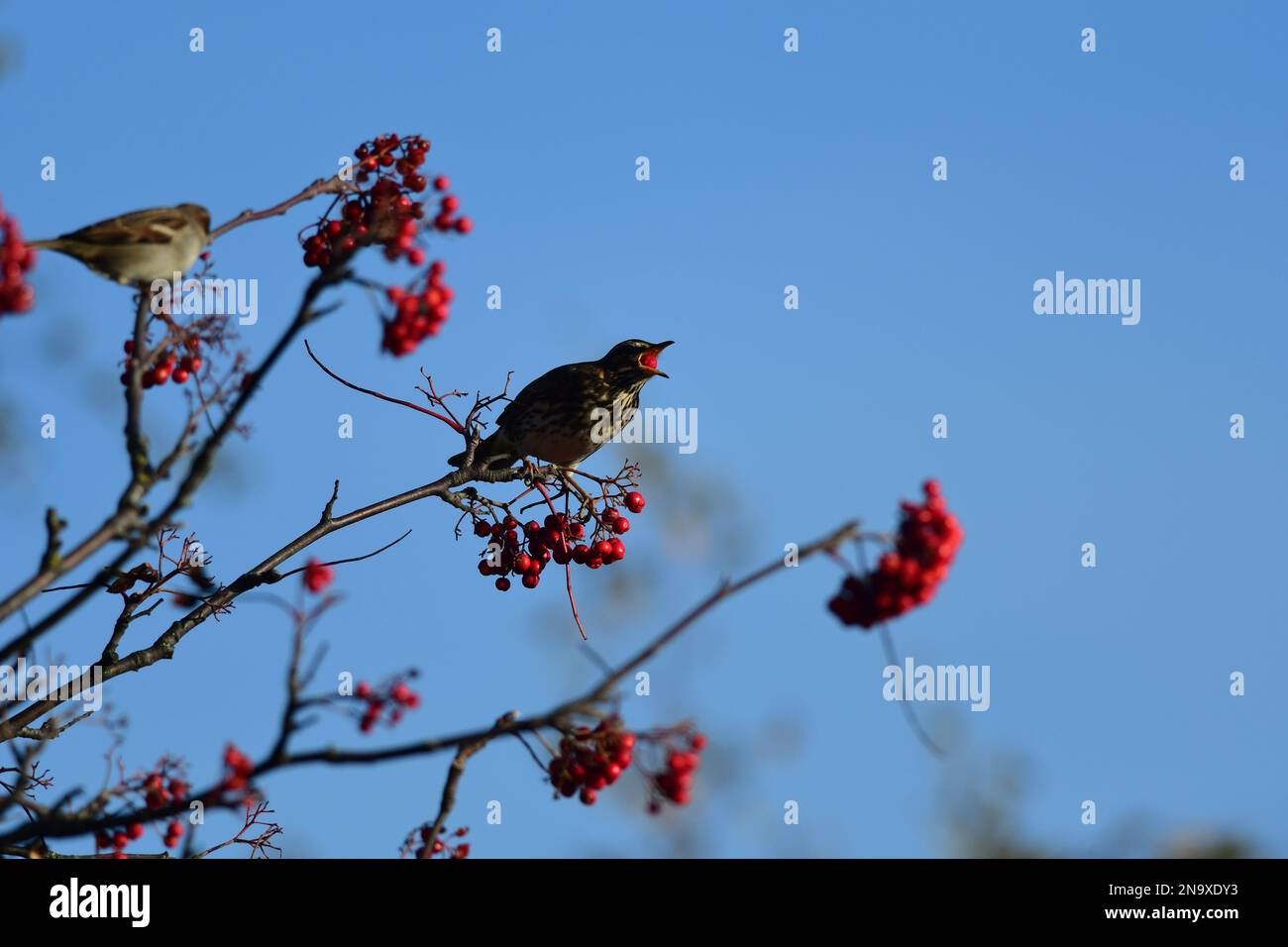 Bird eating berries hi-res stock photography and images - Alamy