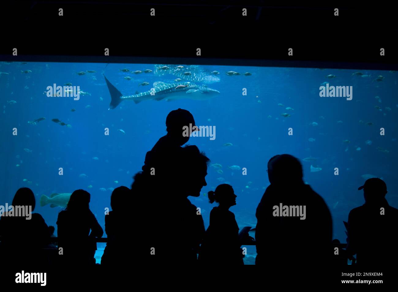 People explore the Georgia Aquarium; Atlanta, Georgia, United States of ...