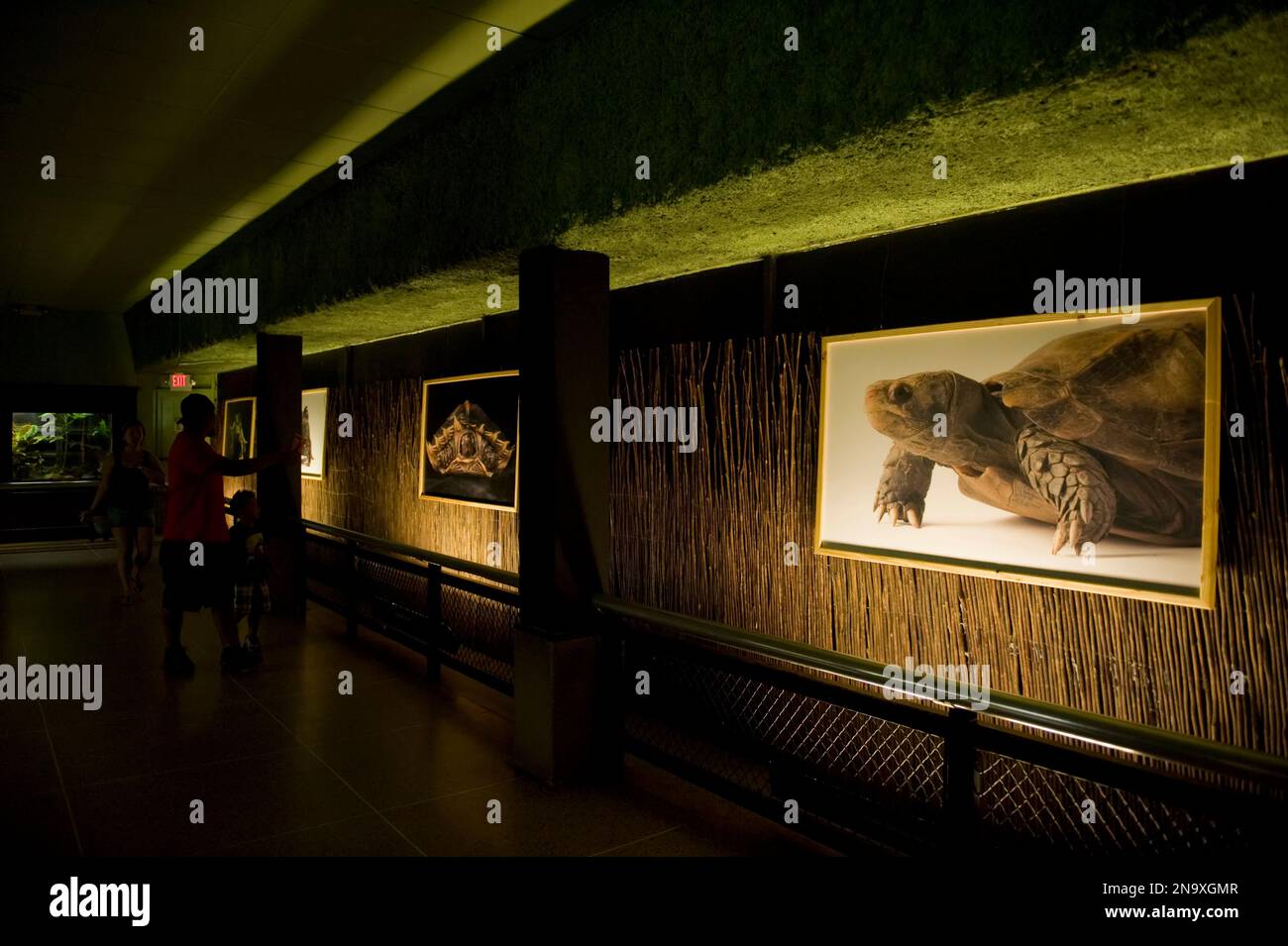 Joel Sartore's turtle/tortoise photographs on display at Zoo in Atlanta ...