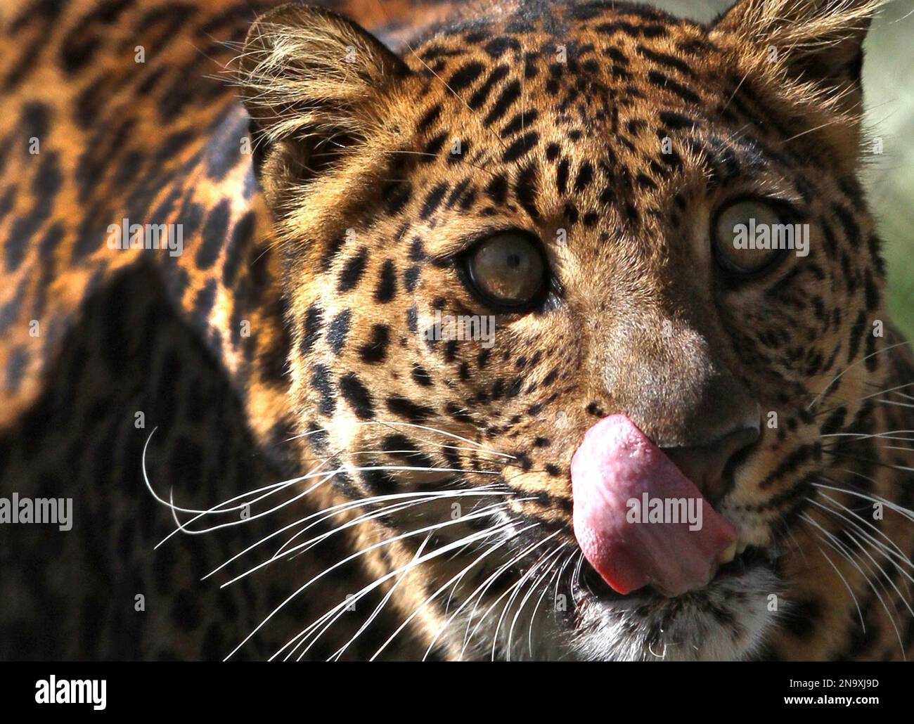 In this Tuesday, Jan. 31,2012 showing Conga, a six-year-old female ...