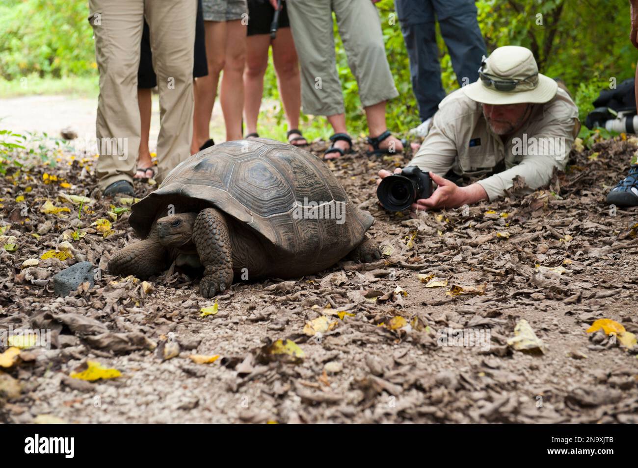 A photographer photographs the rear of a Galapagos tortoise ...