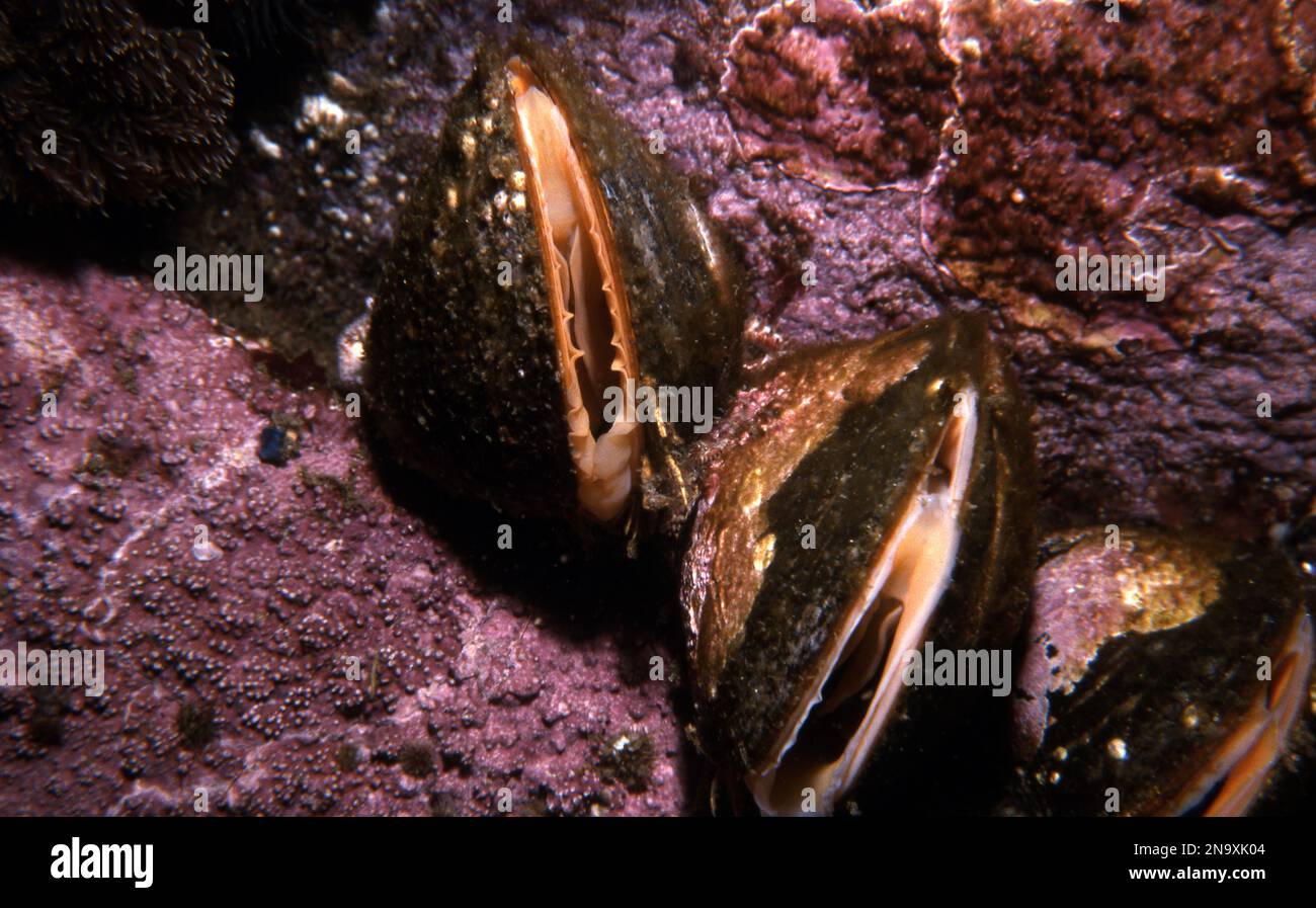 Northern horse mussels on ledge Stock Photo - Alamy