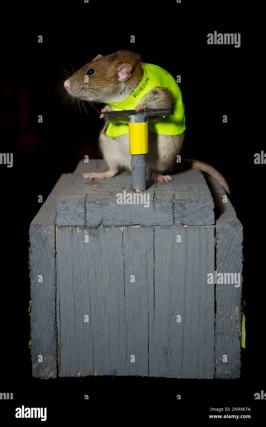 The London Dungeon unveiled its new attraction, Rat Walk, where half a ...