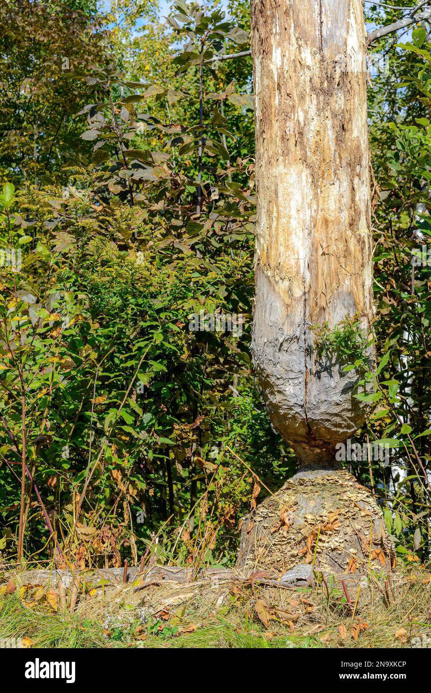 A large tree trunk chewed at the bottom by a beaver. The tree is dead ...