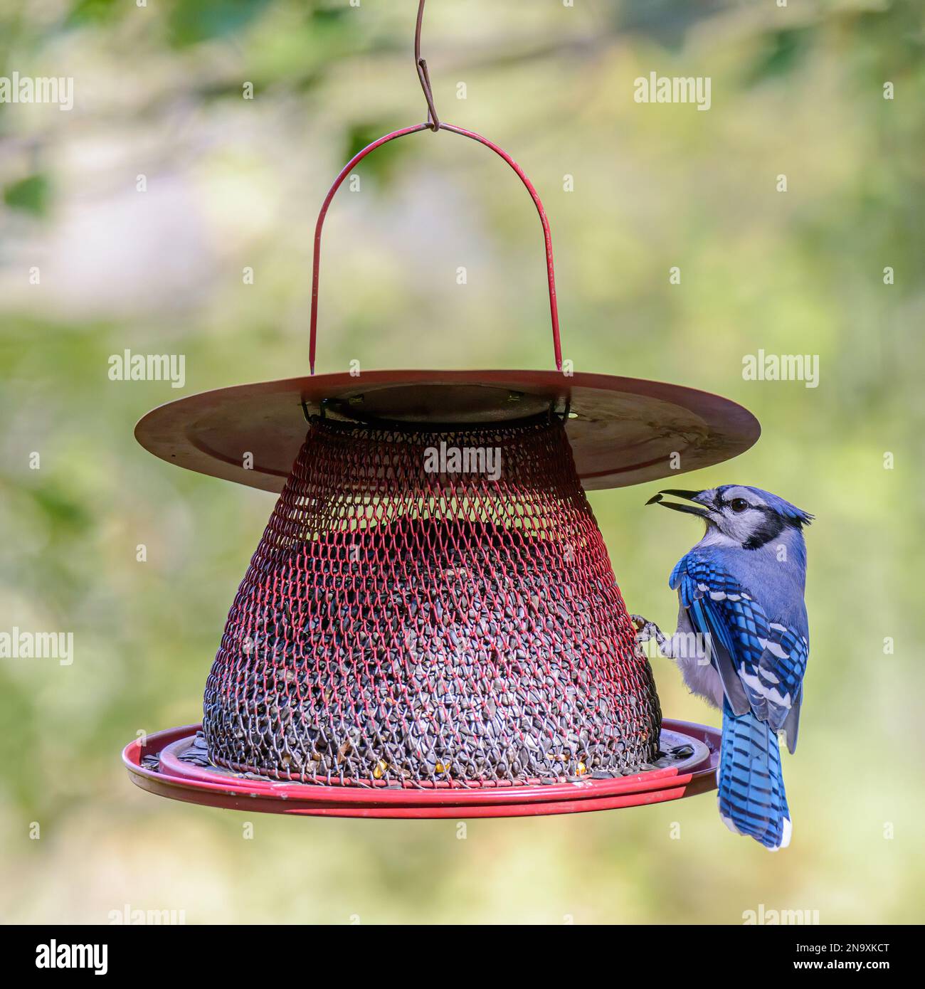 A bluejay at a red hanging bird feeder. The bird has a seed in its beak Stock Photo - Alamy