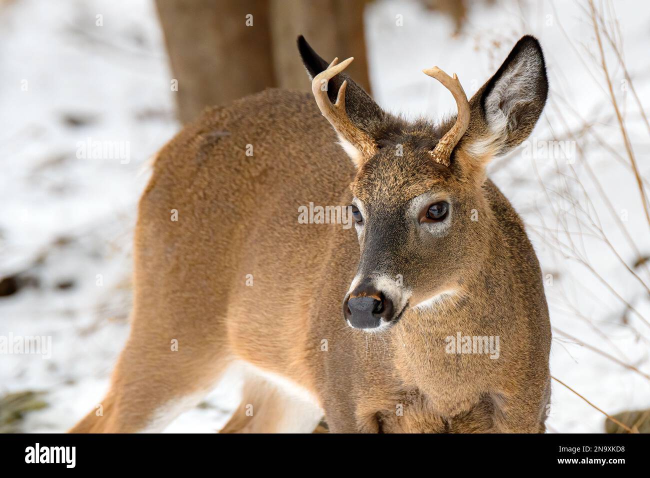 A young whitetail buck in winter. He has small antlers and is looking ...