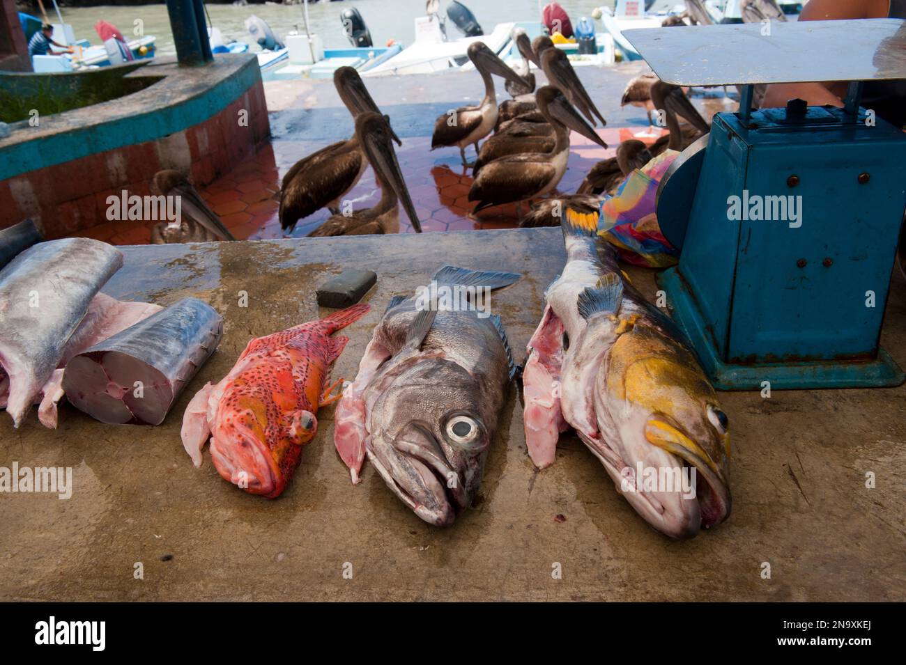 Pelicans wait in the background for handouts at a fish market ...