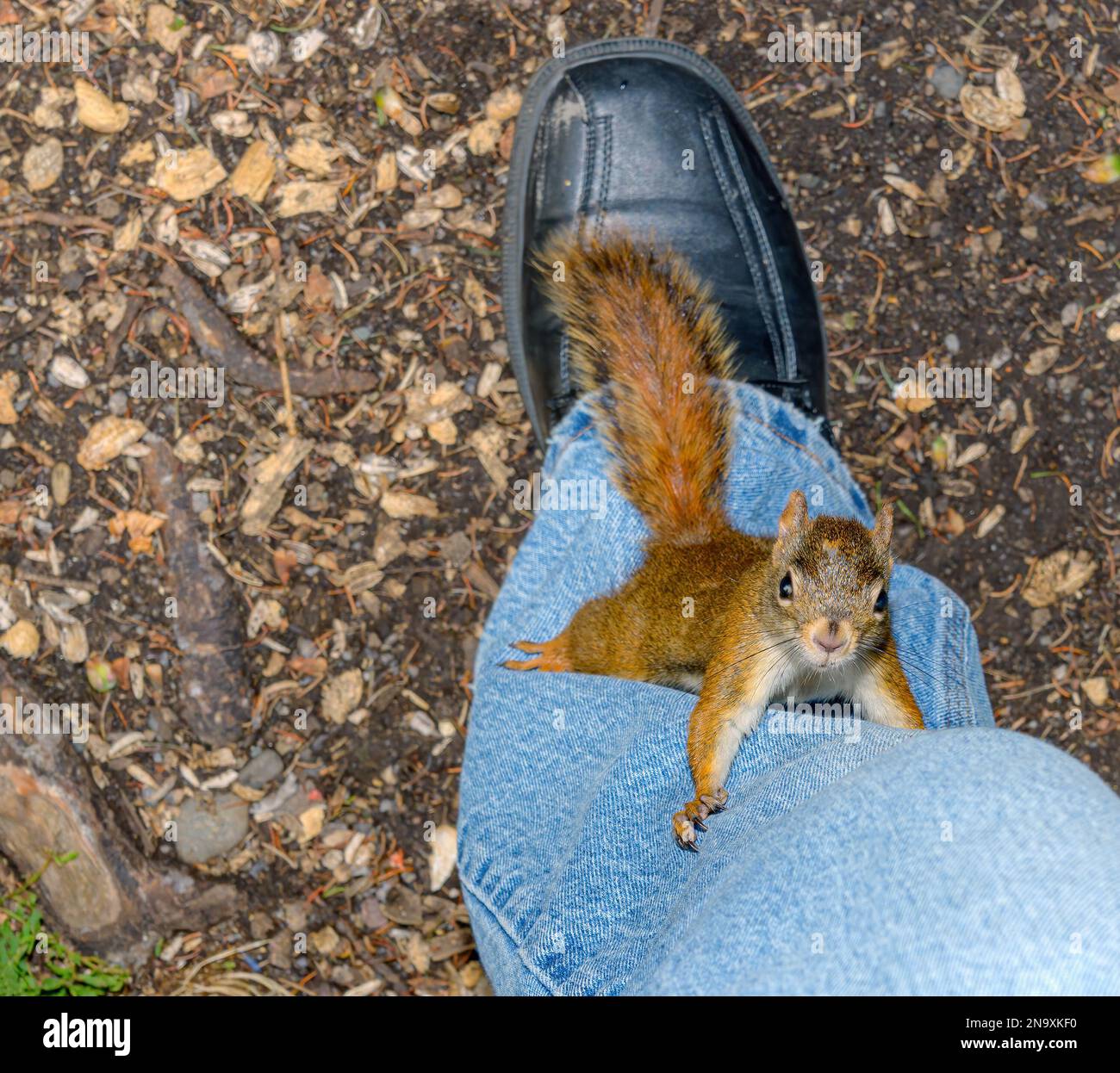 A small red squirrel climbing up a person's leg. View is from directly ...