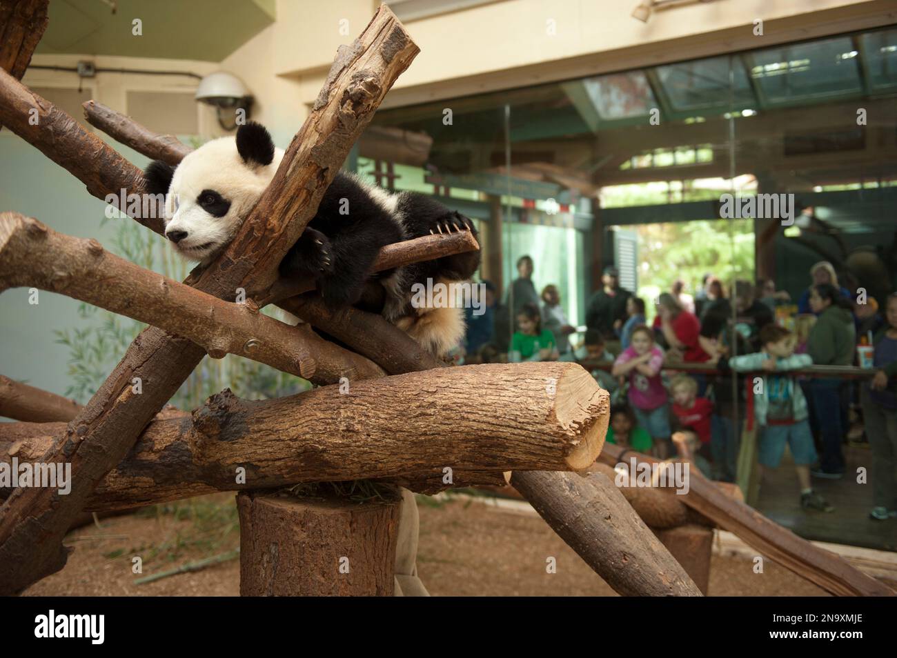 Zoo atlanta panda exhibit hi-res stock photography and images - Alamy