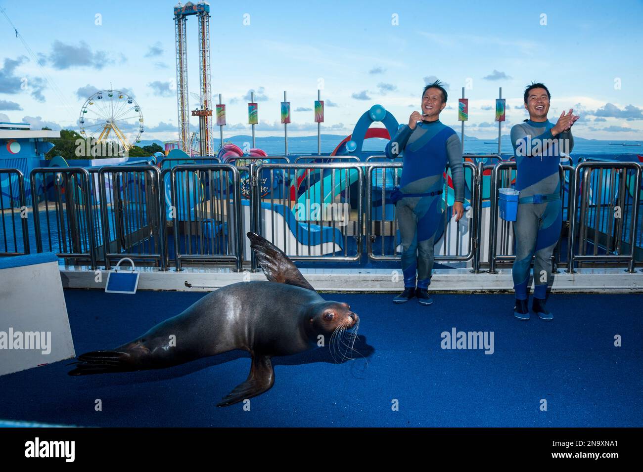 California sea lion (Zalophus Californianus) show at Ocean Park in Hong Kong; Hong Kong, China ...