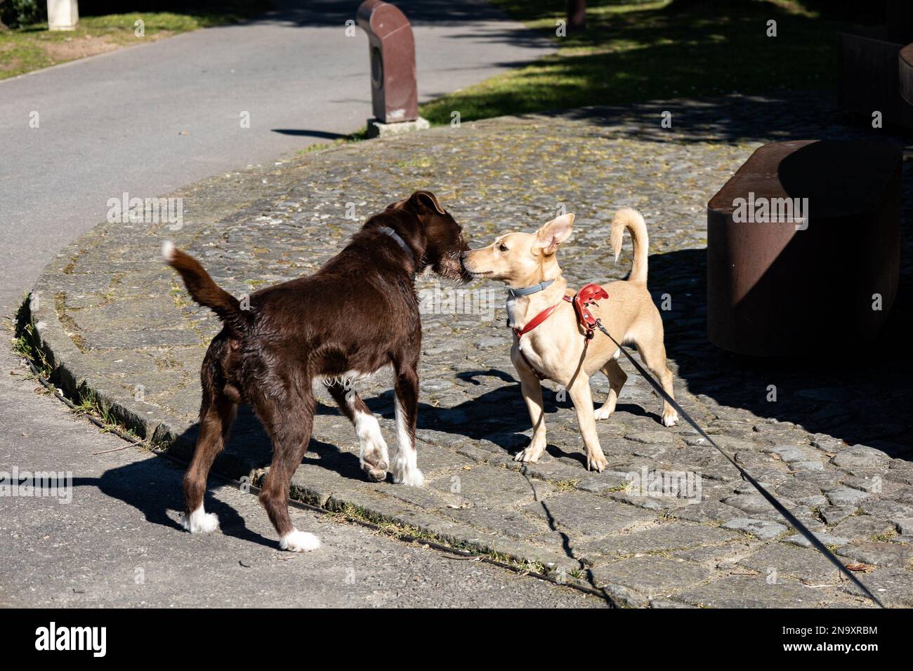 two dogs meeting and sniffing each other Stock Photo - Alamy