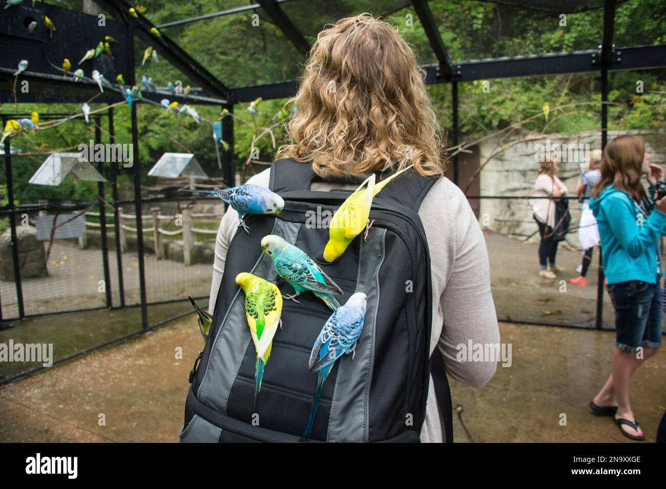 Parakeets interact with visitors at the John Ball Zoo; Grand Rapids ...