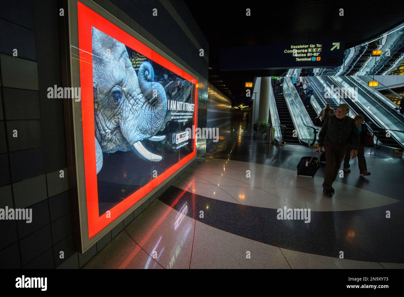 An elephant awareness poster is displayed in an airport; Chicago ...