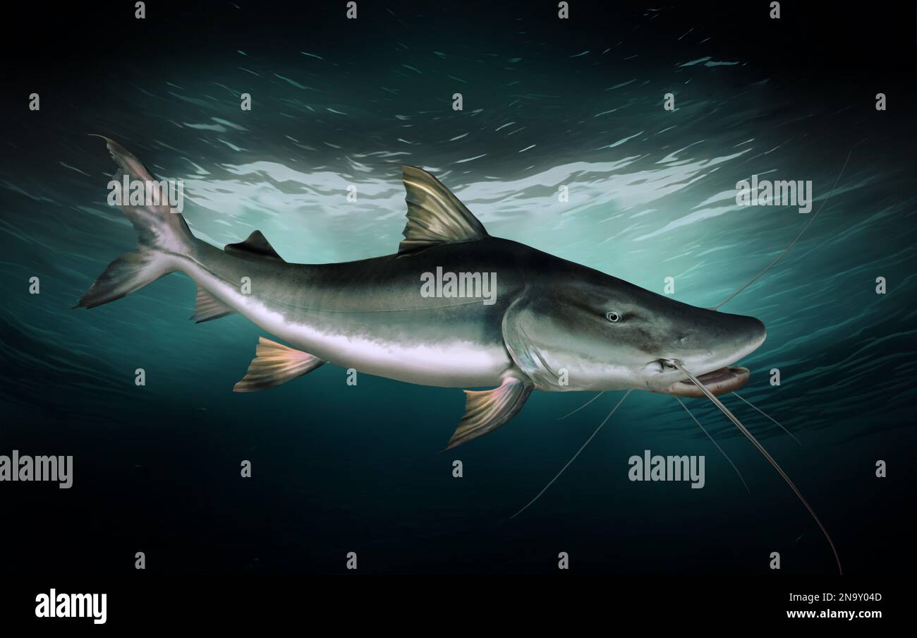 Piraiba catfish hi-res stock photography and images - Alamy