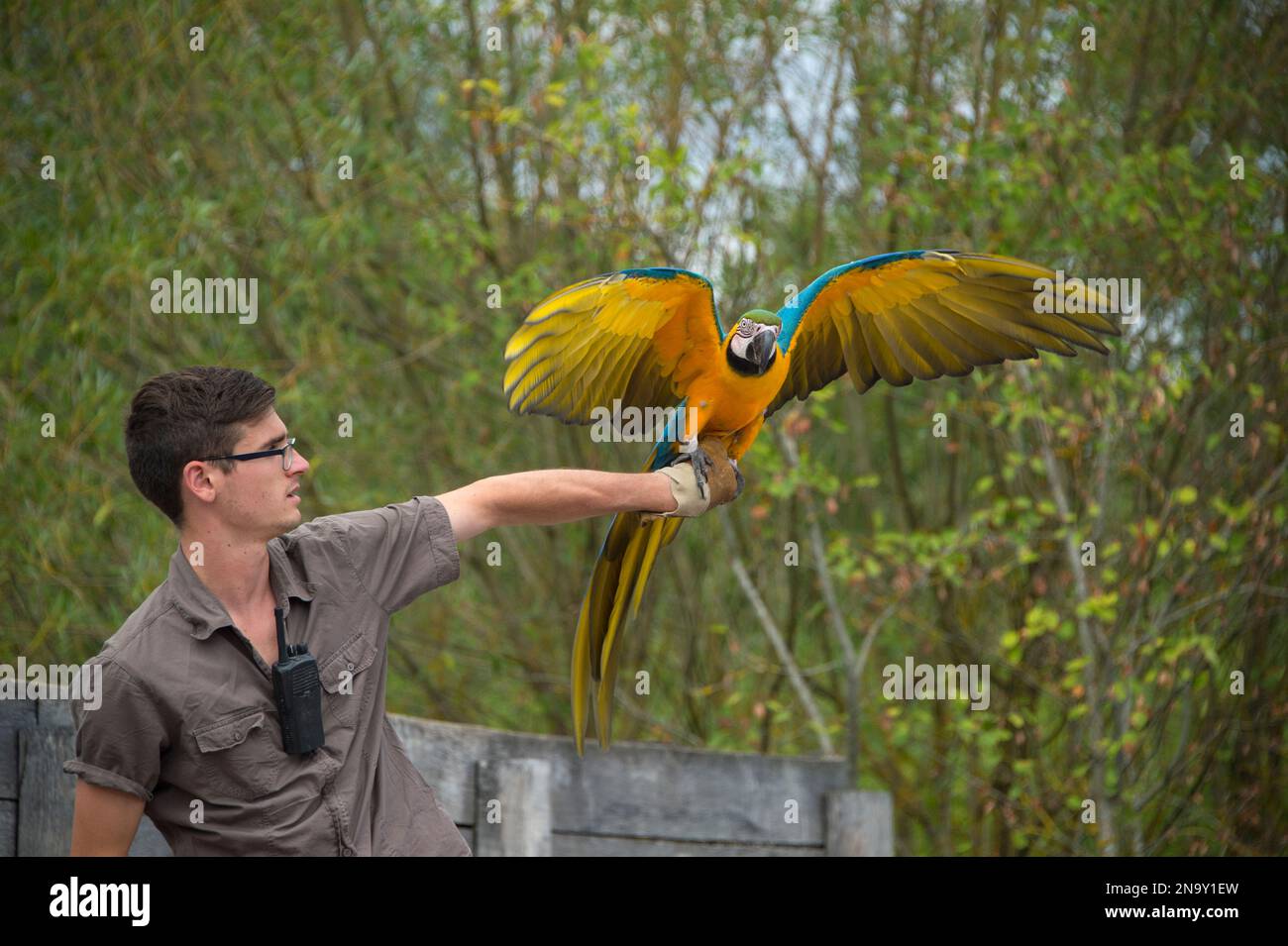 A Blue-and-yellow Macaw (Ara Ararauna) perches on the hand of a staff ...