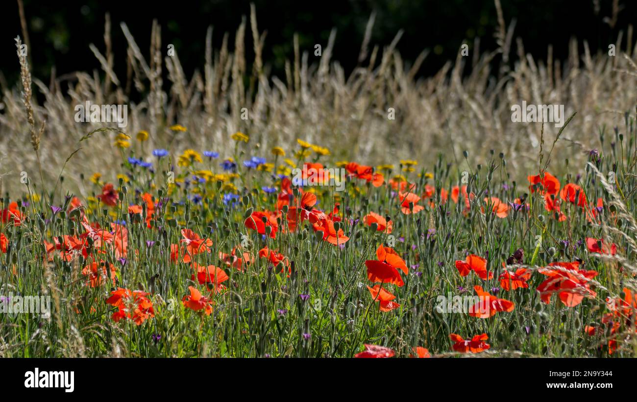Mixed meadow Flowers with a grassy background Stock Photo - Alamy