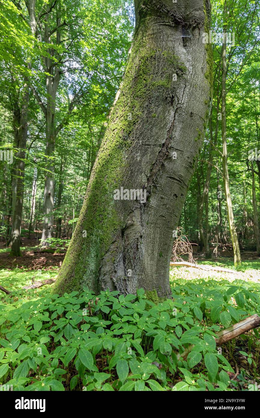 Curvy tree trunk with leaves hi-res stock photography and images - Alamy