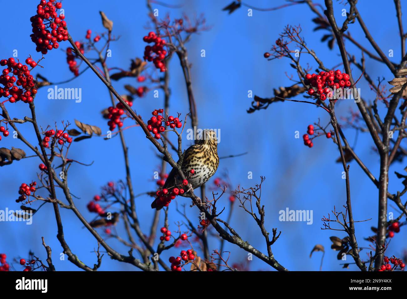 Lothian birding hi-res stock photography and images - Alamy
