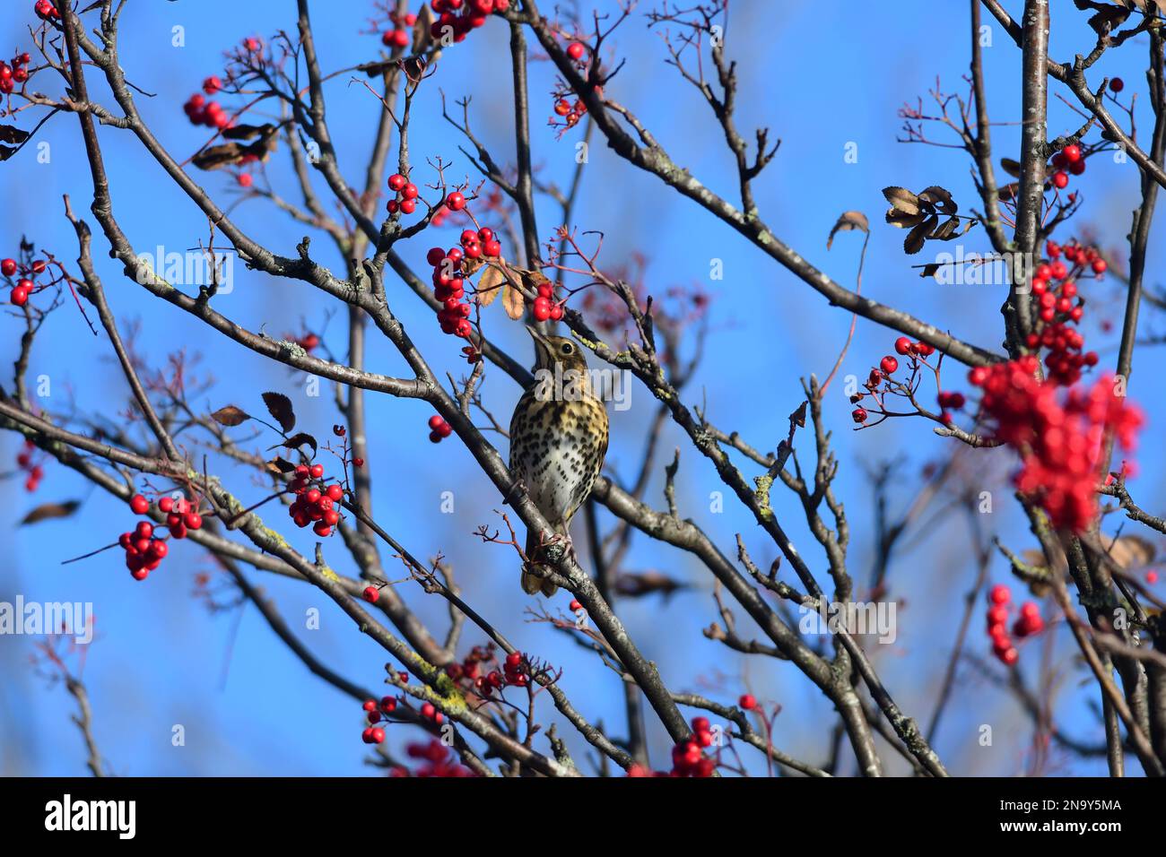 Lothian birding hi-res stock photography and images - Alamy