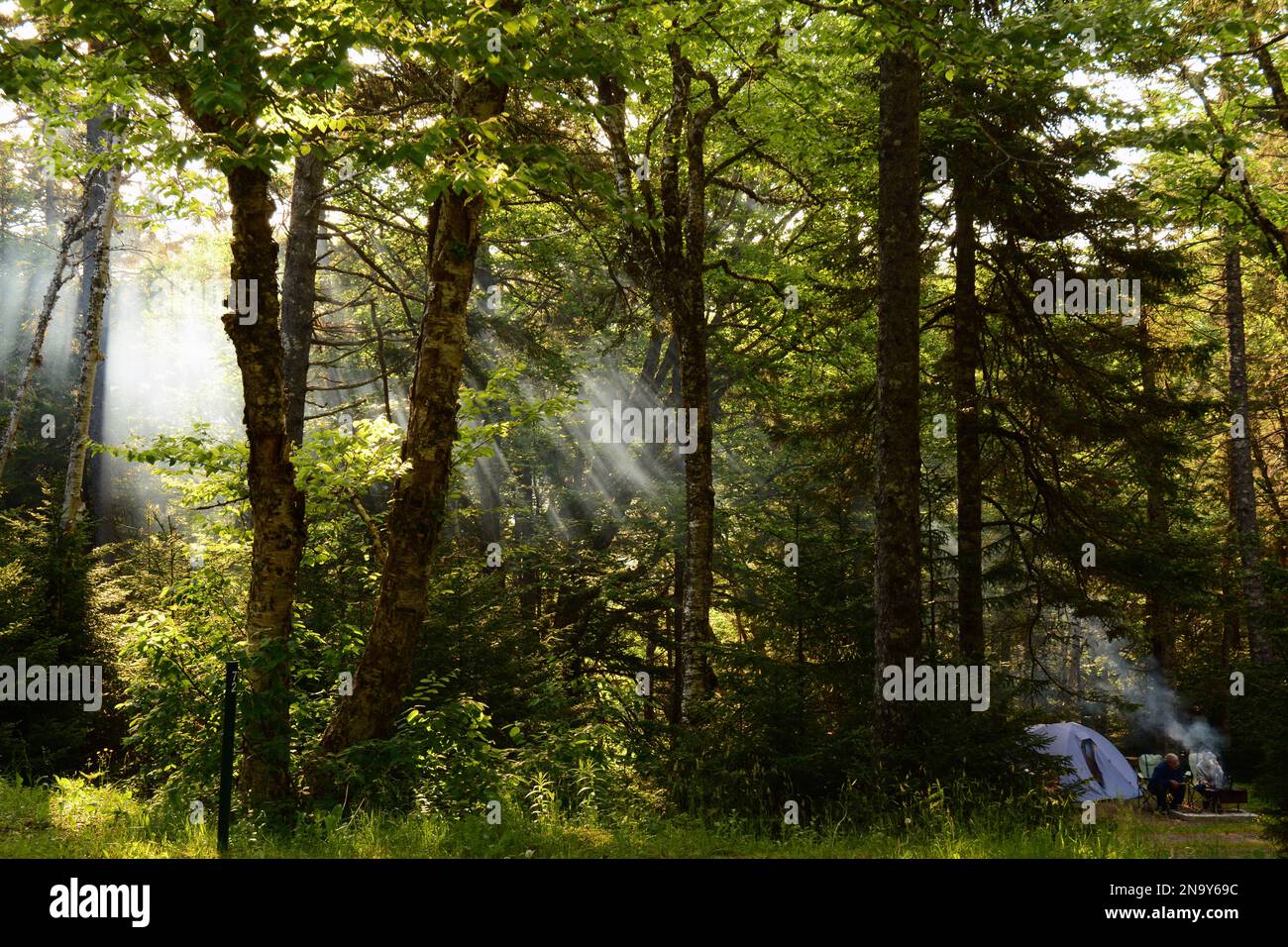 Light beams penetrate the smoky understory at Point Wolfe campground ...