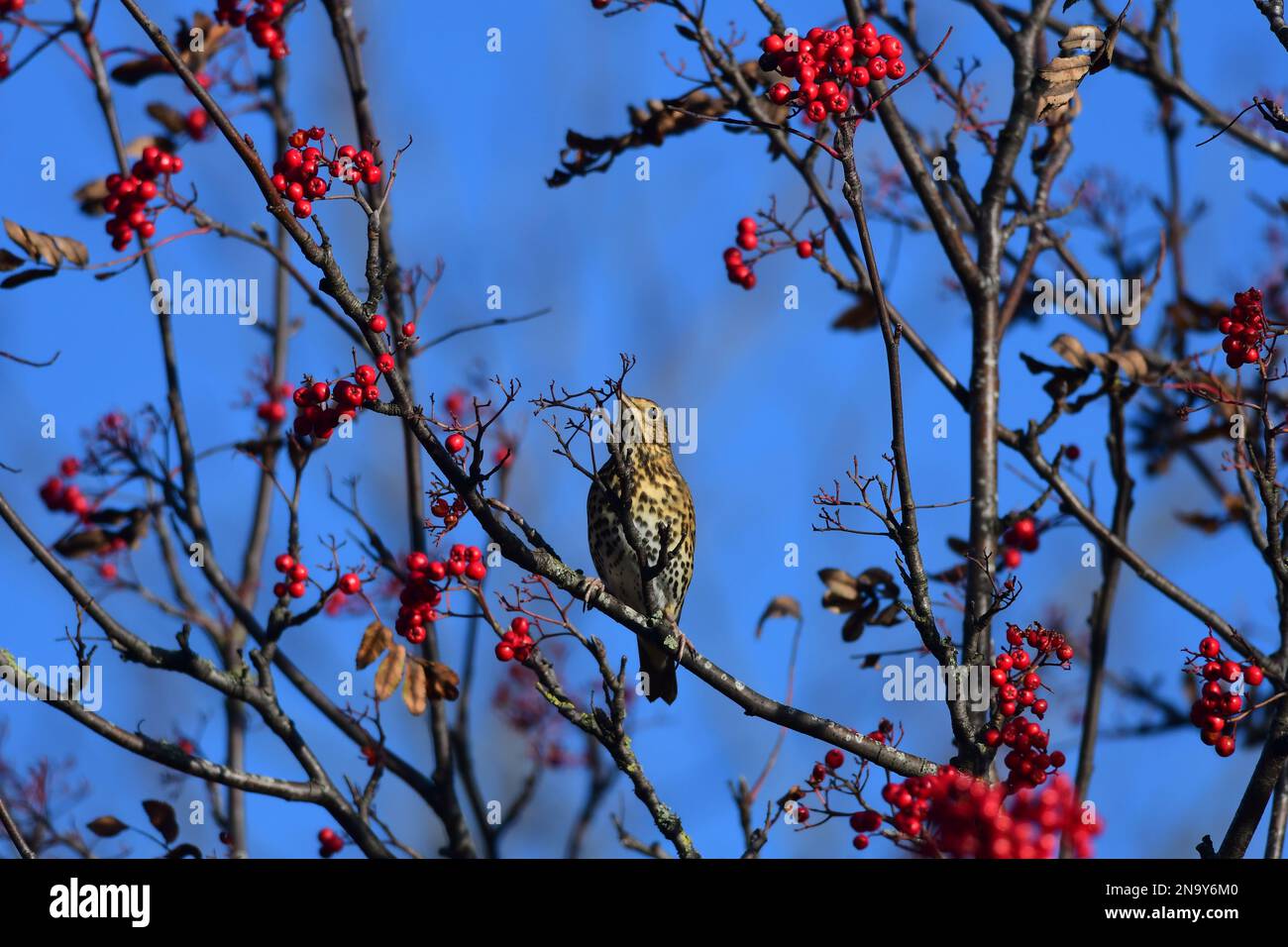 Lothian birding hi-res stock photography and images - Alamy