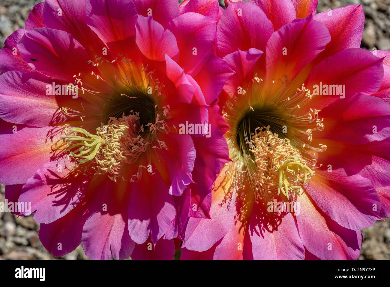 Tricocereus Hybrid - Torch Cactus "Flying Saucer Stock Photo - Alamy