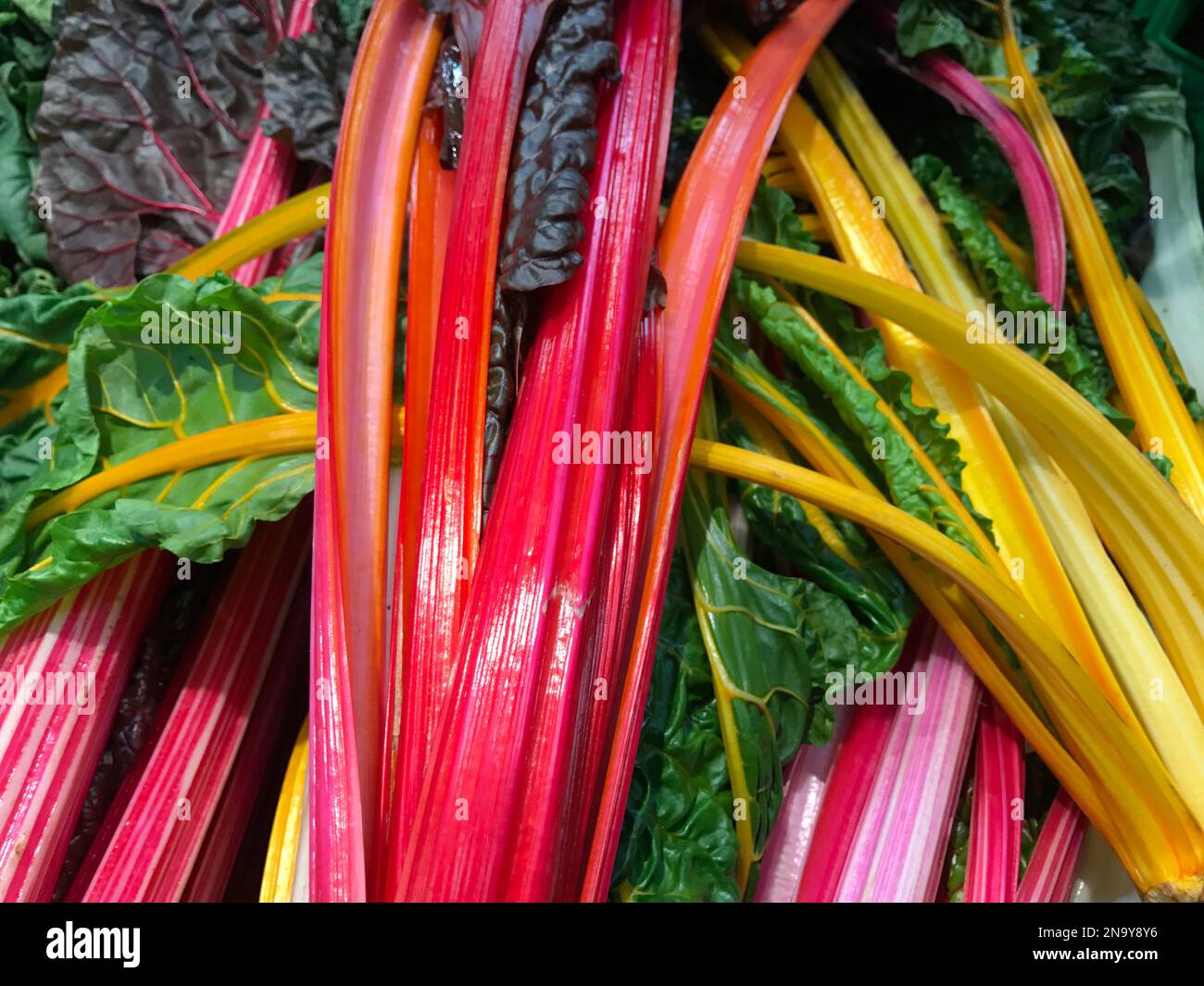 Foglie colorate hi-res stock photography and images - Alamy
