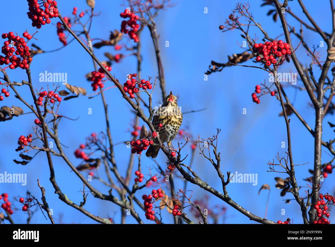 Lothian birding hi-res stock photography and images - Alamy