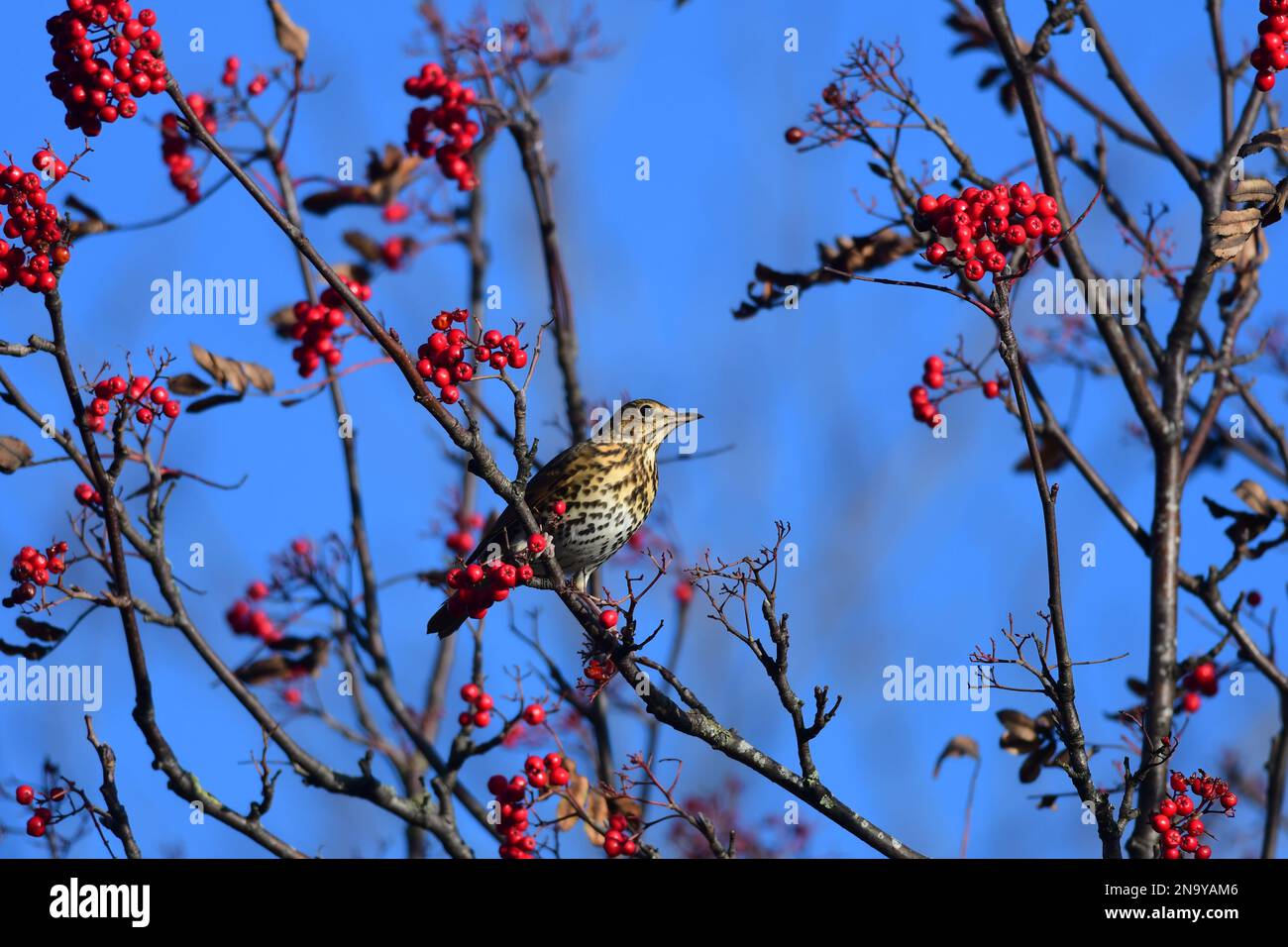 Lothian birding hi-res stock photography and images - Alamy