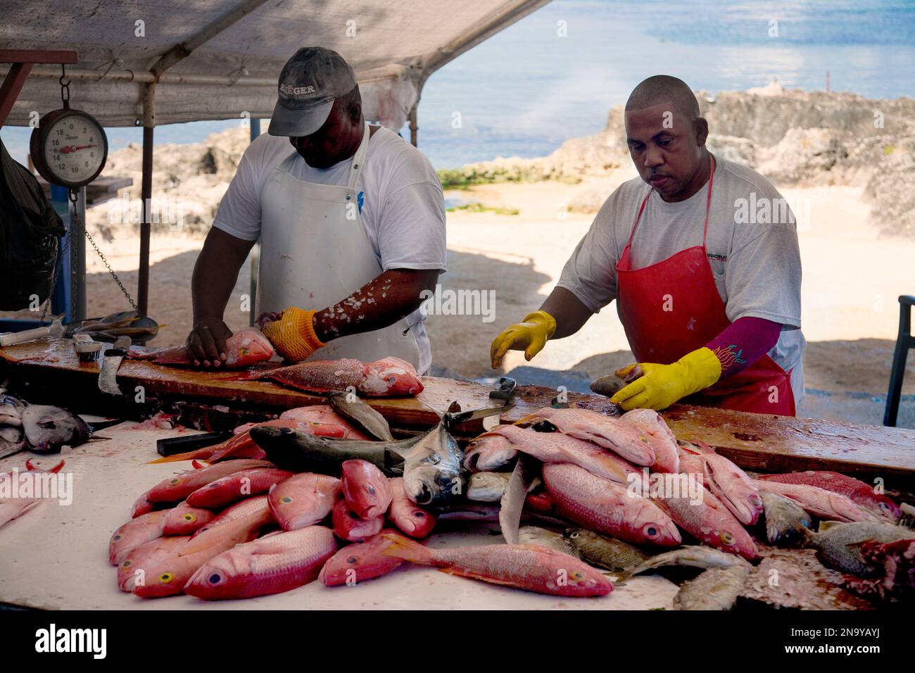 Two fisherman sell their morning catch, Cayman Islands; Grand Cayman ...