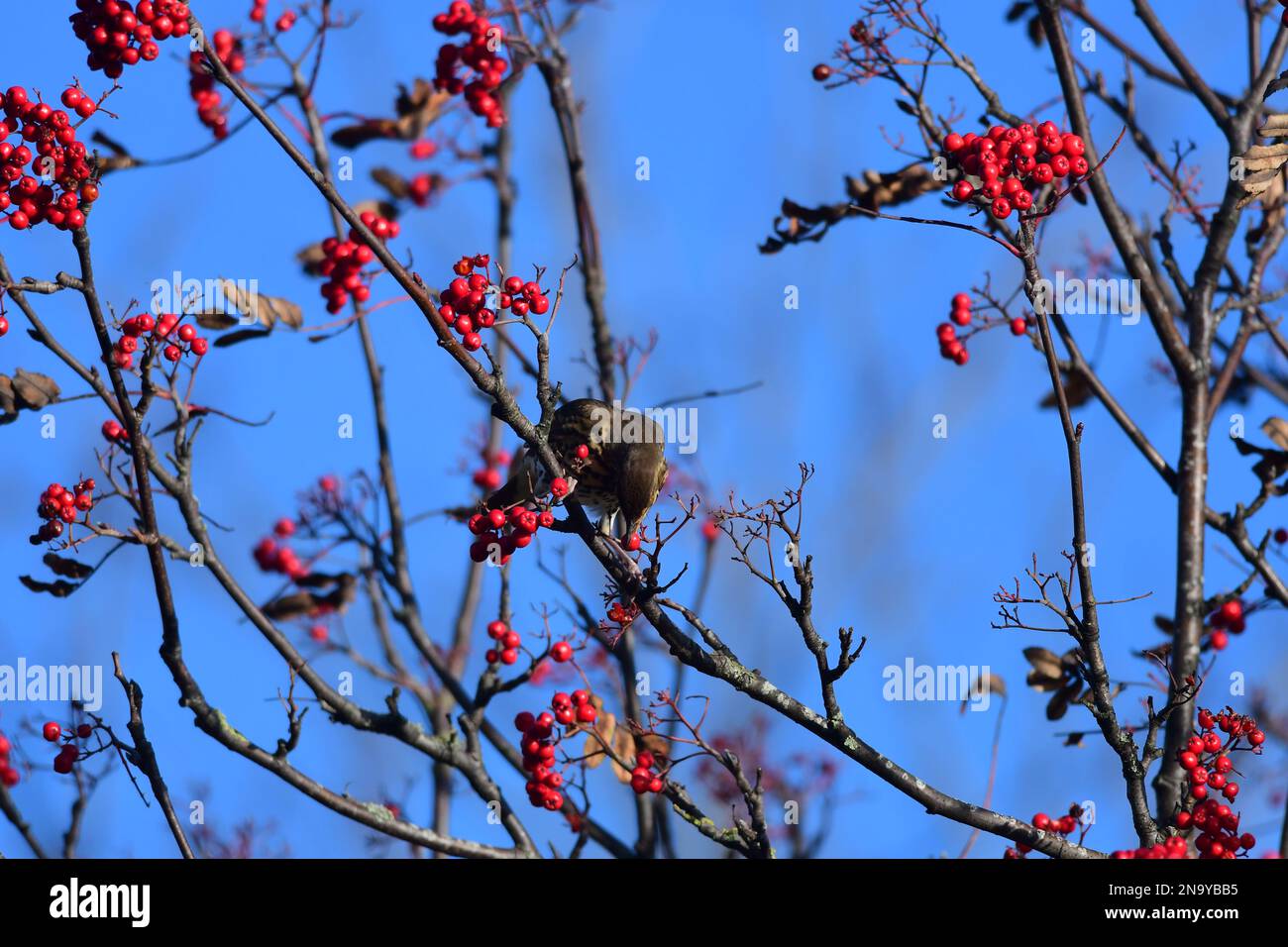 Lothian birding hi-res stock photography and images - Alamy